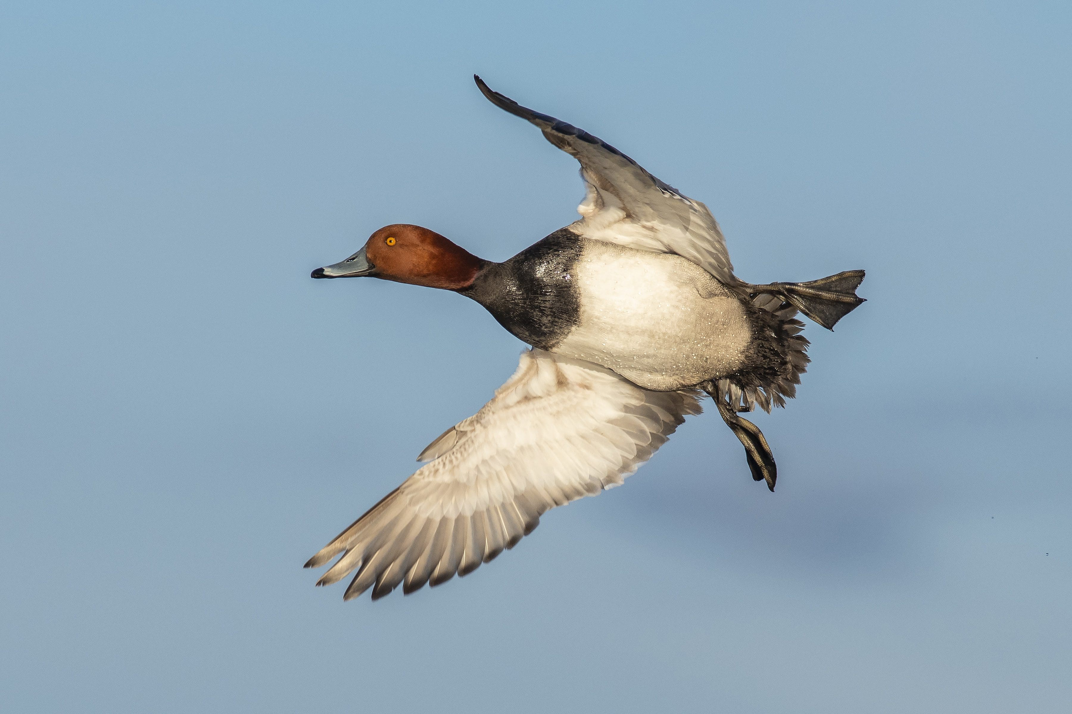 Redhead — Ducks Unlimited Canada
