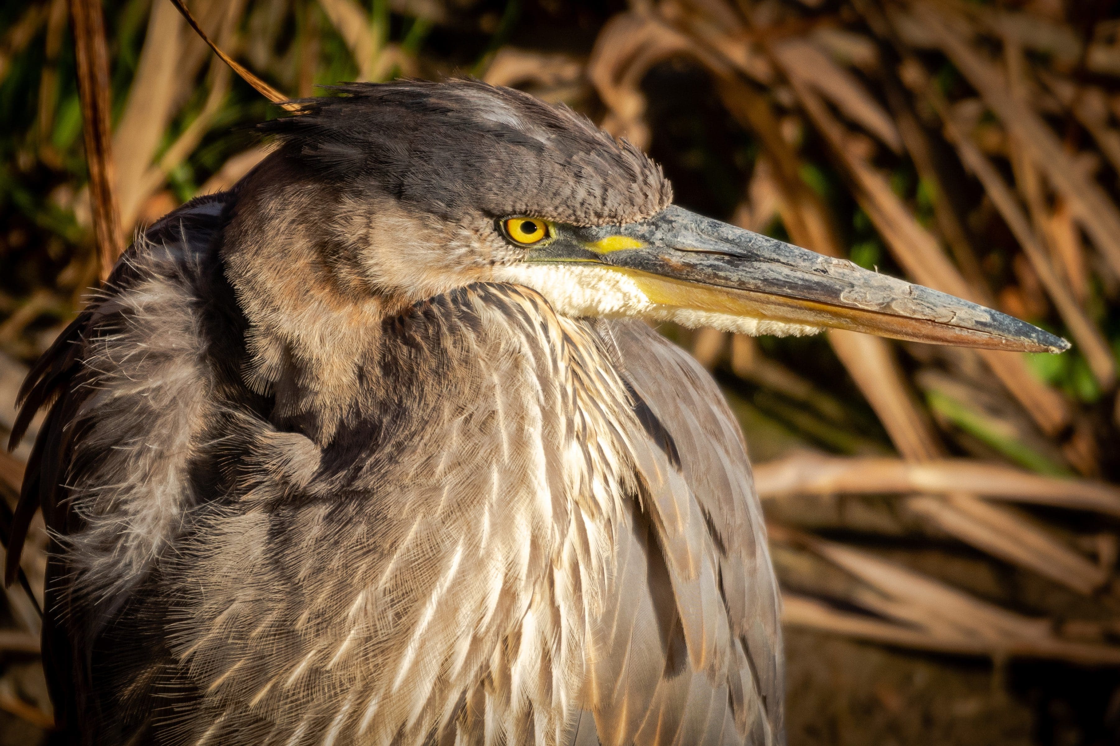 Great blue heron — Ducks Unlimited Canada