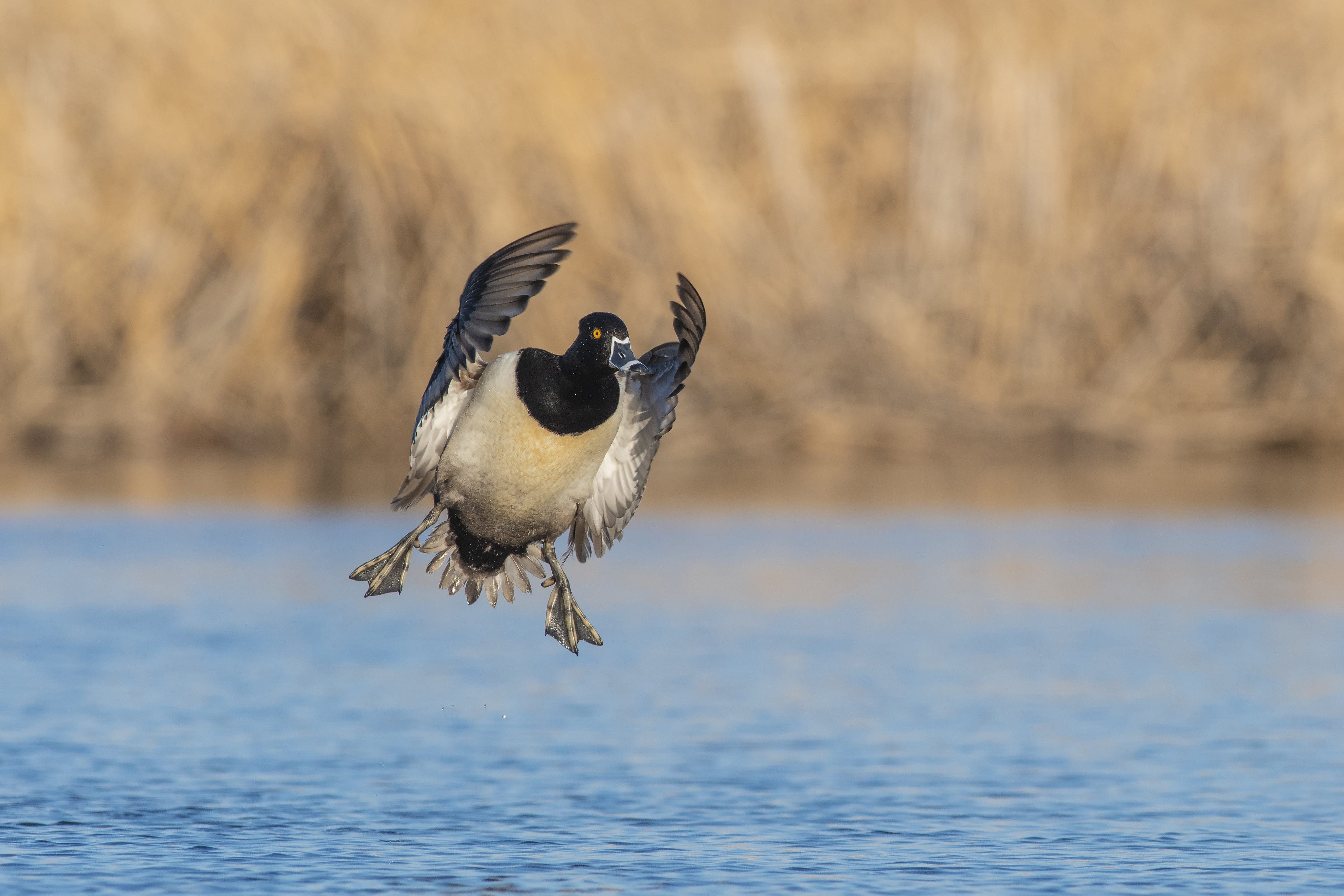 Ring-necked duck — Ducks Unlimited Canada