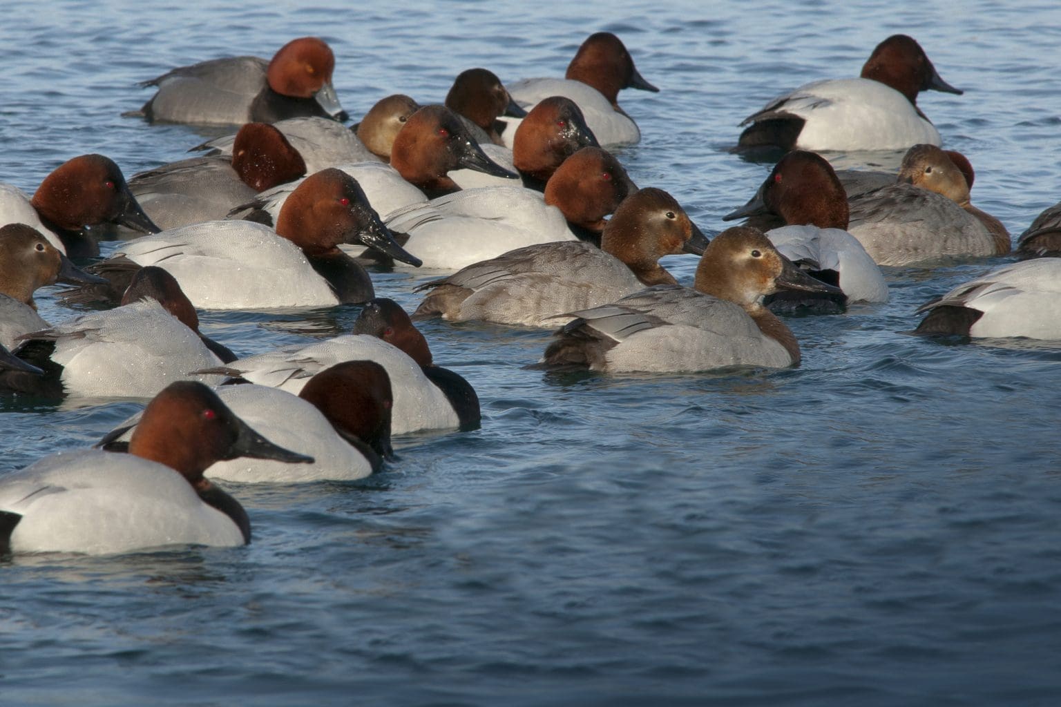 Canvasback — Ducks Unlimited Canada