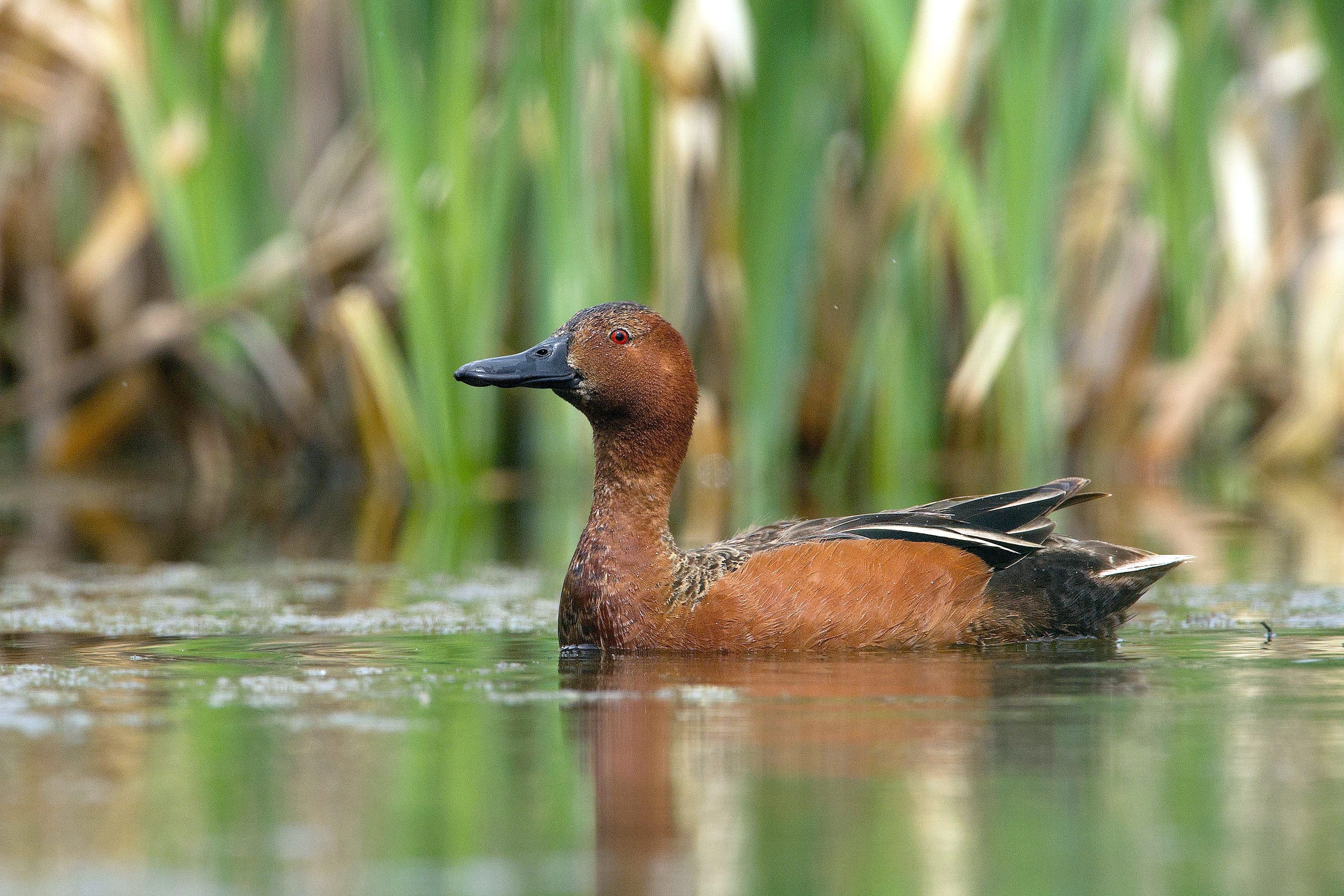 Cinnamon teal — Ducks Unlimited Canada