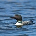 Common loon — Ducks Unlimited Canada