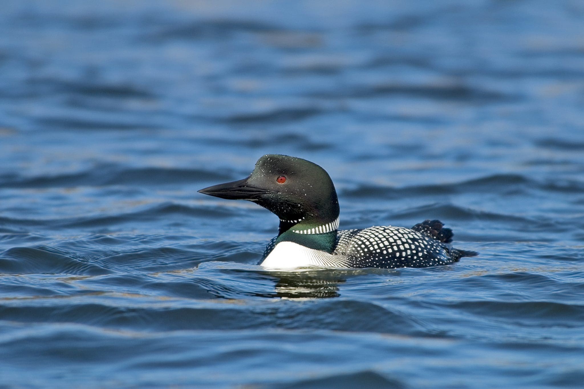 Common loon — Ducks Unlimited Canada