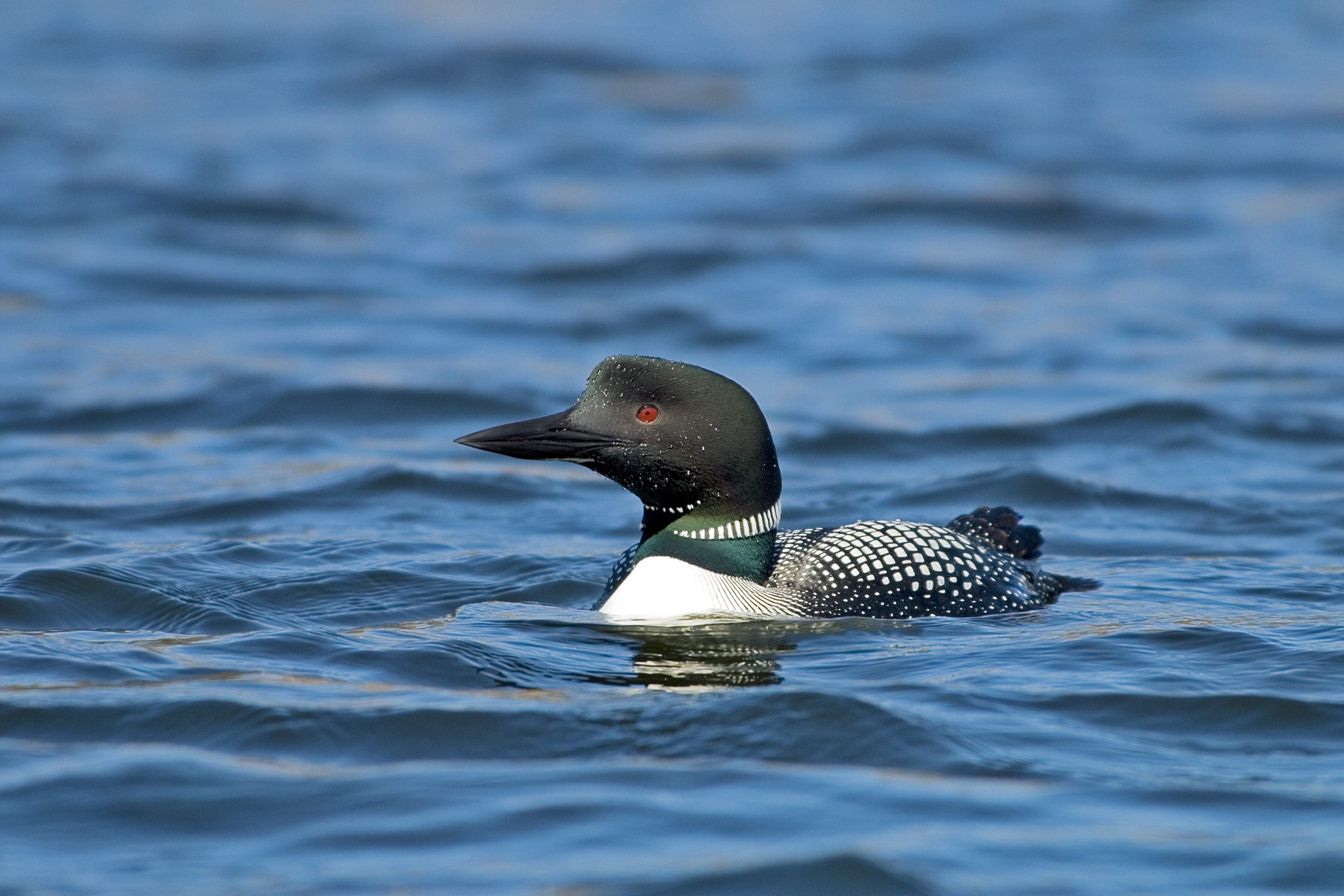 Common loon — Ducks Unlimited Canada