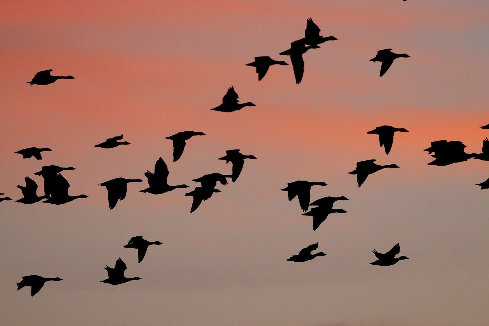 Celebrating bird migration—Ducks Unlimited Canada