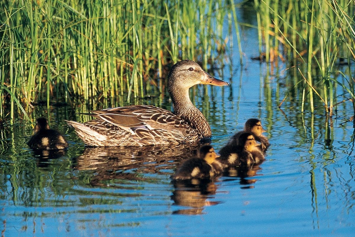 Five major ways duck habitat is helping you — Ducks Unlimited Canada