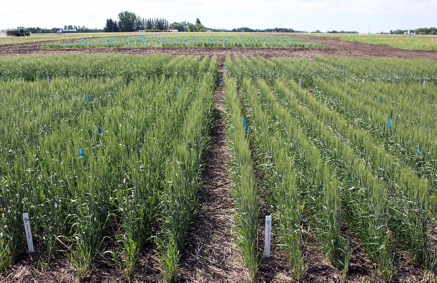 New DUC research will help farmers save fertilizer costs — Ducks ...