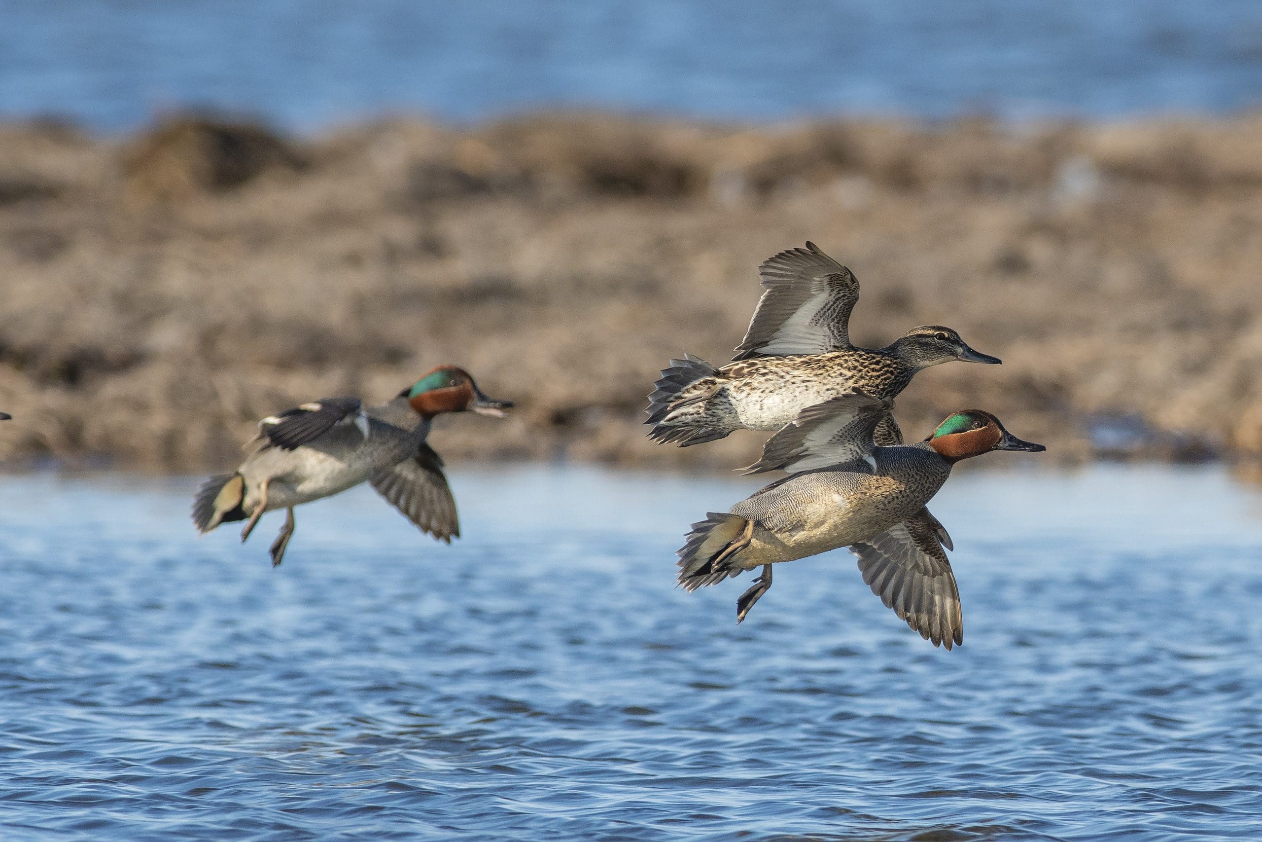 Fall Migration Tracker — Ducks Unlimited Canada
