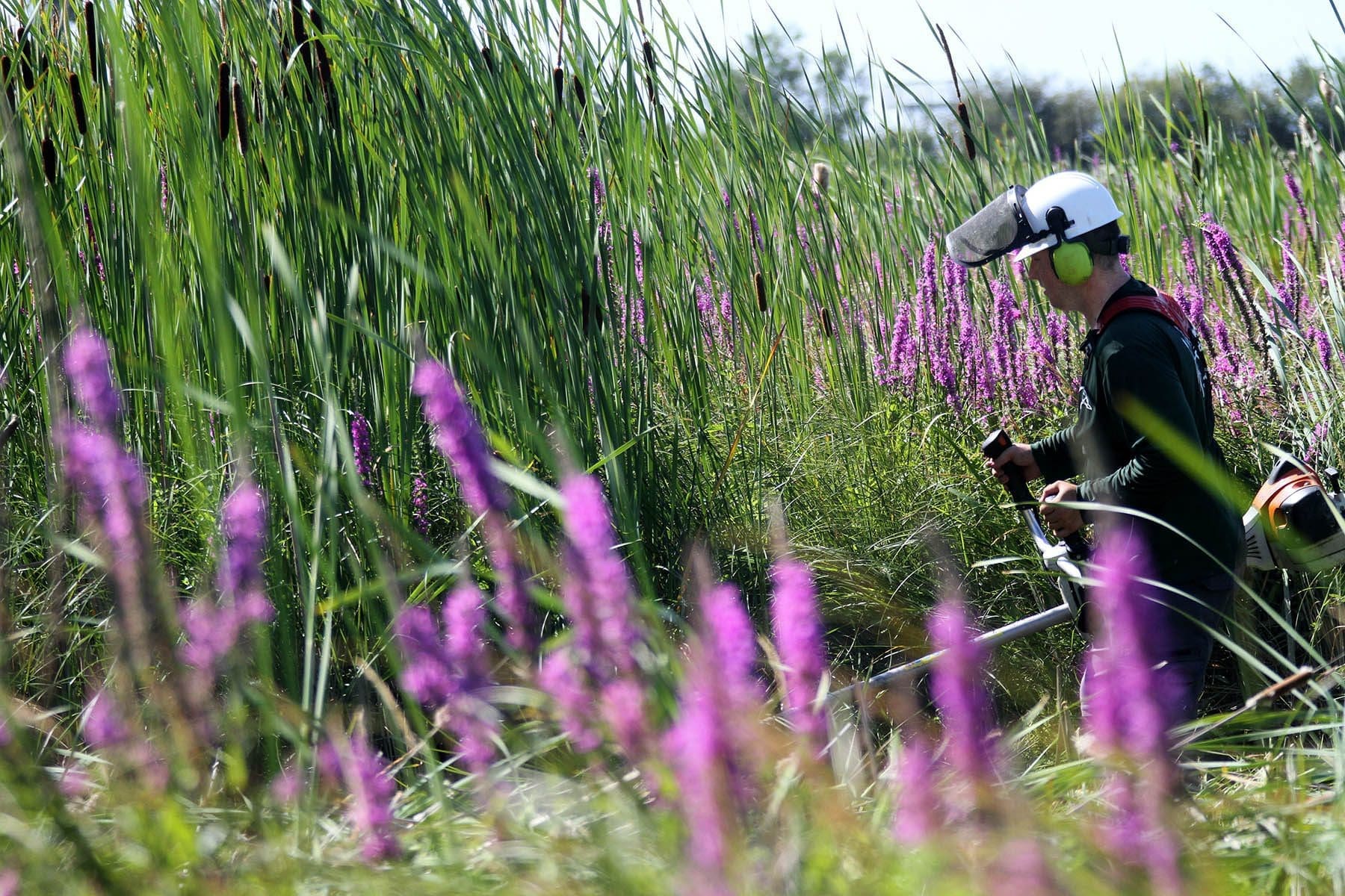 Invasive cattail removal on the Fraser River Delta is a cut above ...
