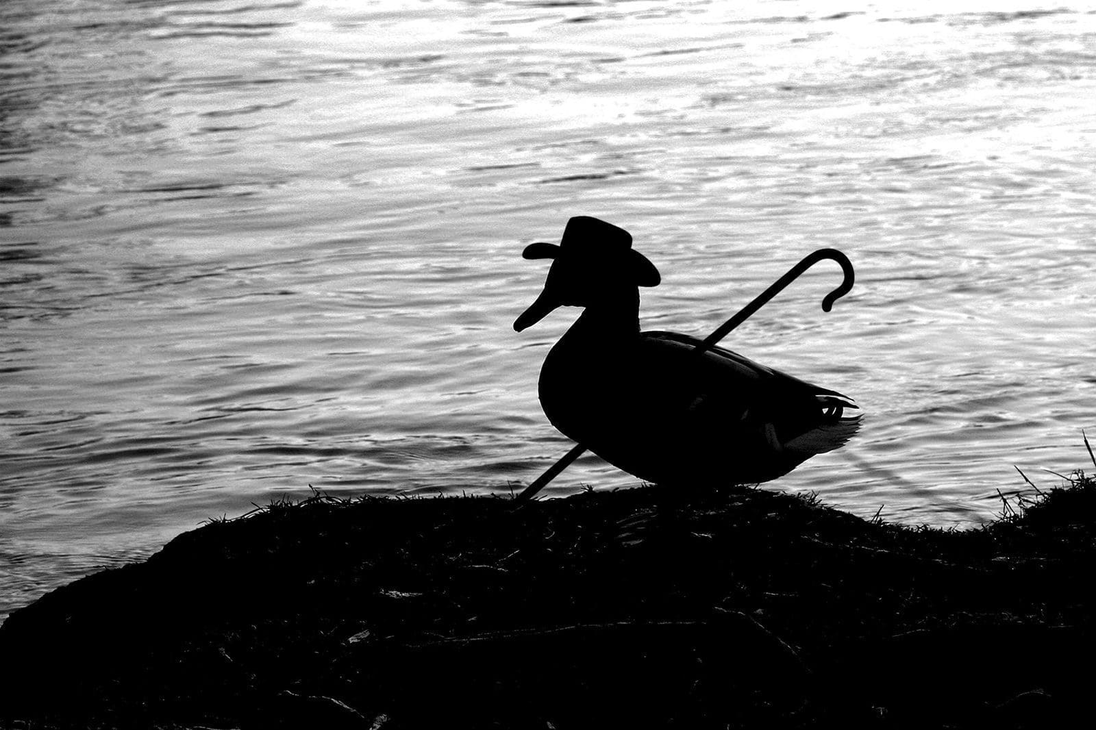 Breaking news: Discovery of the world’s oldest duck uncovers amazing ...