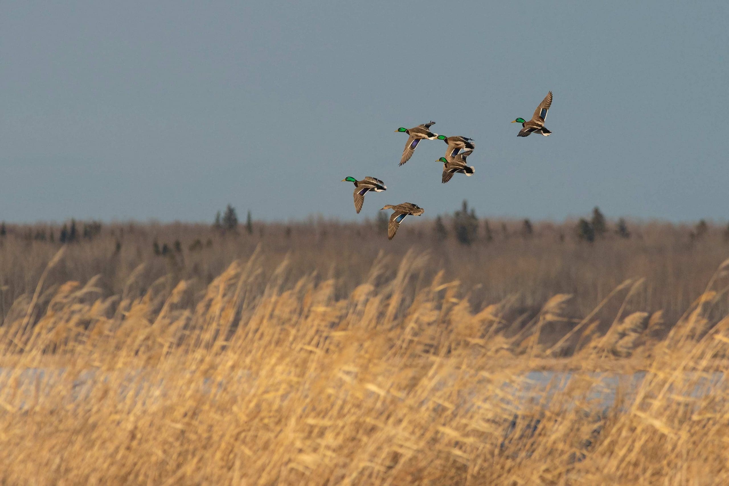 Conservation for a Continent — Ducks Unlimited Canada