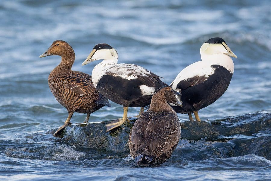 New sea duck atlas sheds light on poorly understood species and how we ...