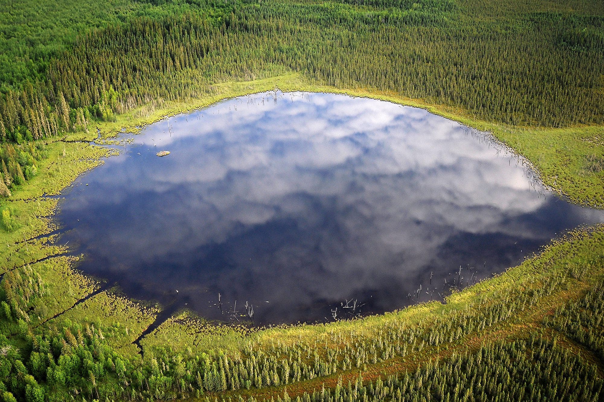 The improbable world of Canada’s peatlands — Ducks Unlimited Canada