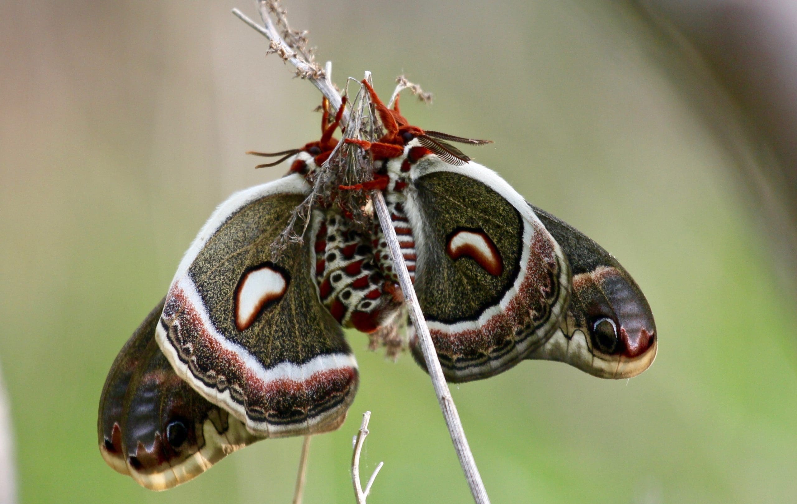 Moth Facts — Ducks Unlimited Canada