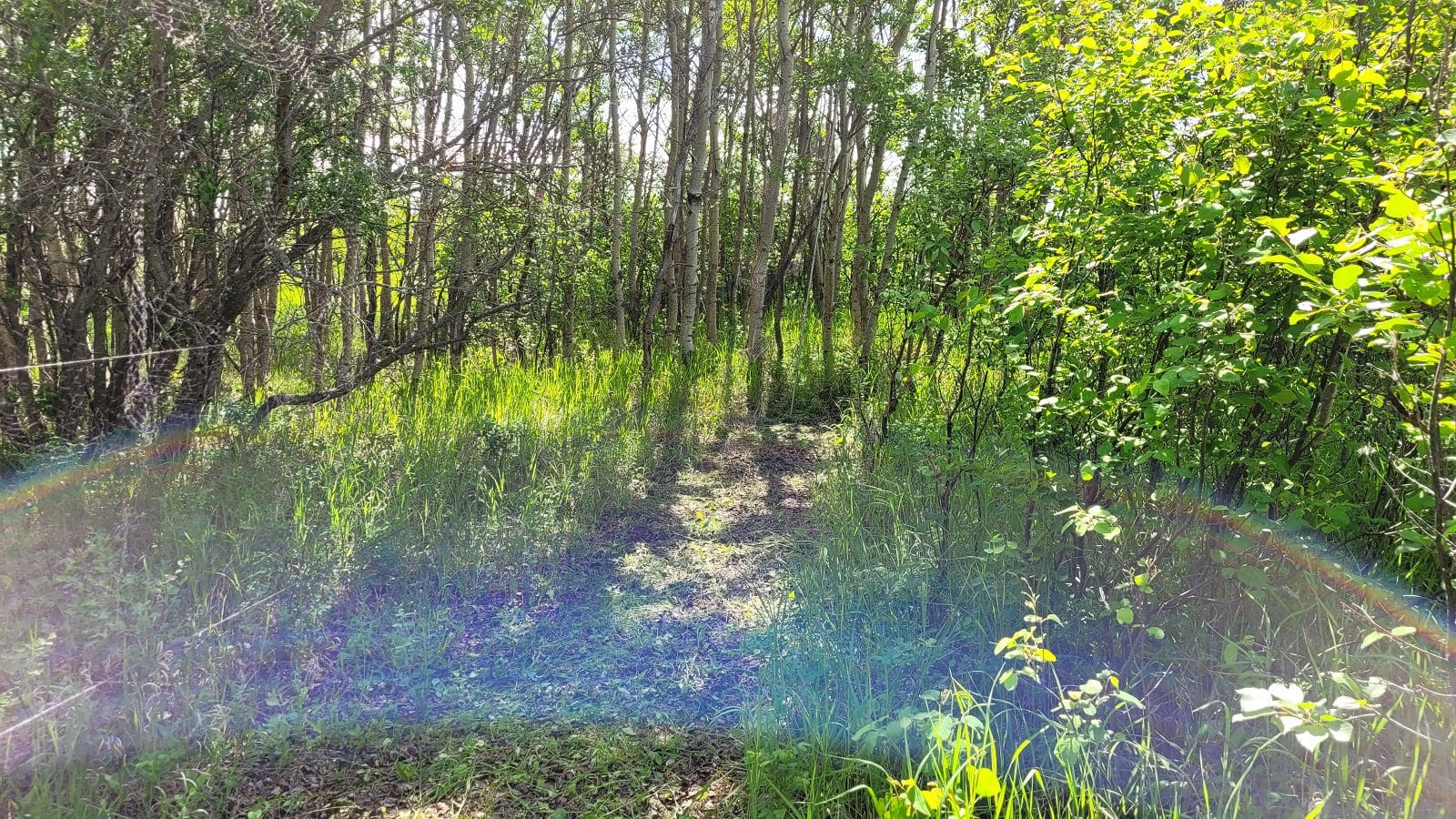 Saskatchewan birders provide glimpse into extraordinary songbird ...