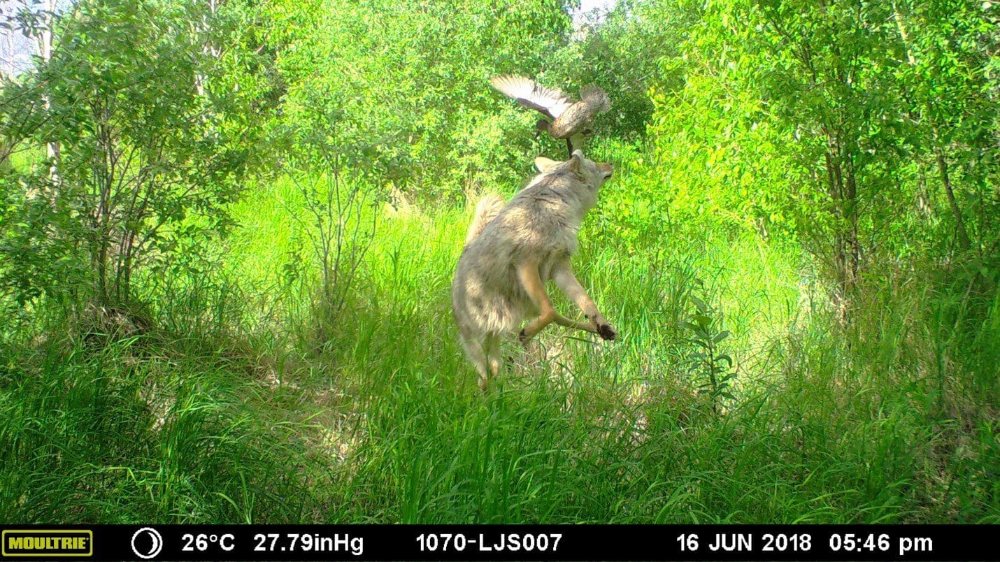 Boreal ducks and predators — Ducks Unlimited Canada