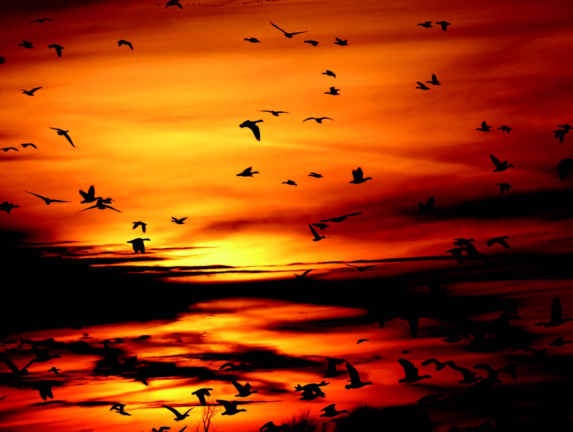 Ducks Unlimited Canada Ontario Calendar Raffle — Ducks Unlimited Canada