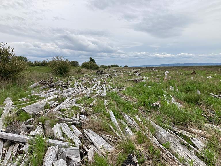 Boundary Bay Tidal Marsh Restoration Project — Ducks Unlimited Canada