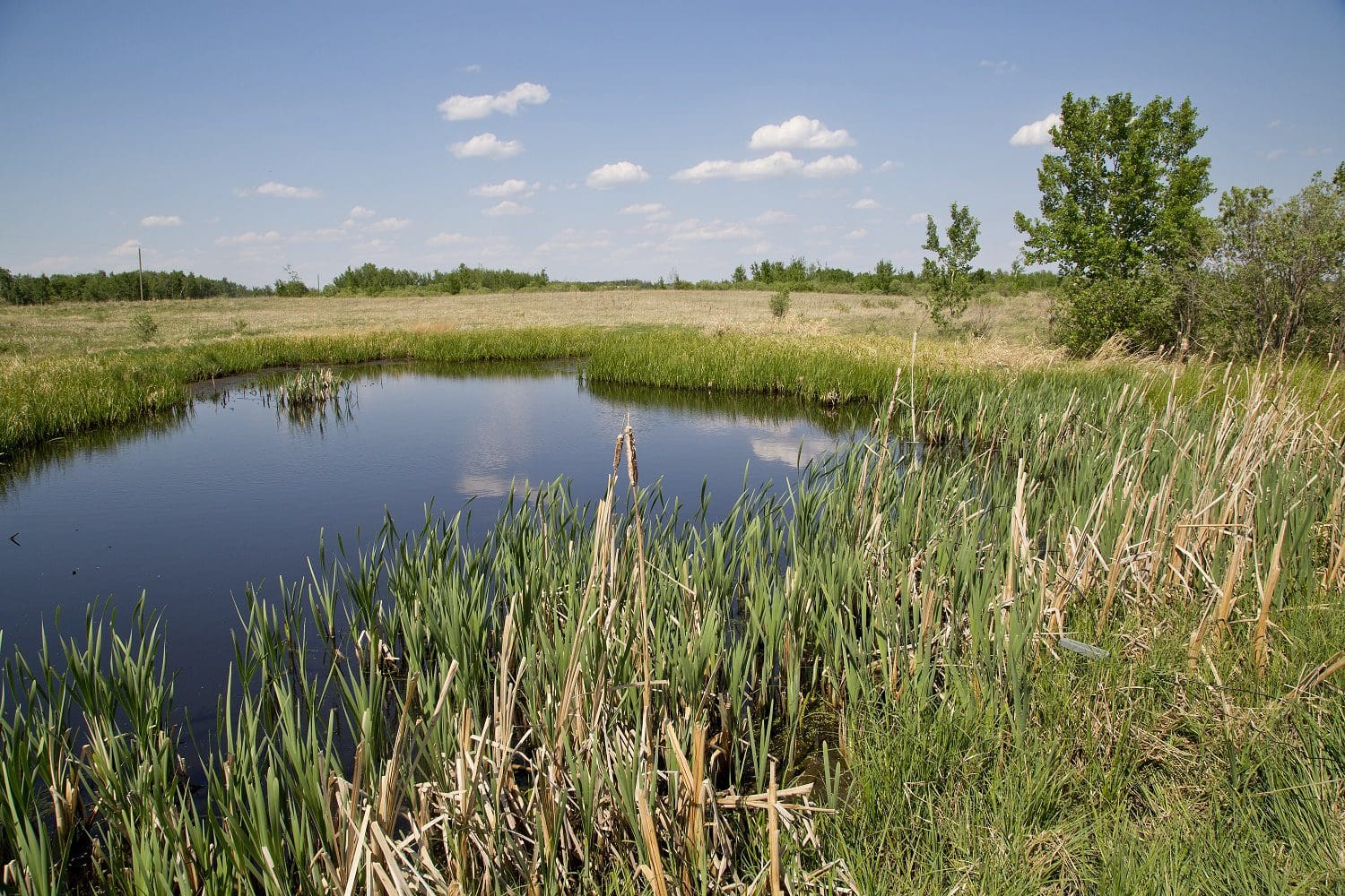 Restoring wetlands will jumpstart nature’s great comeback — Ducks ...