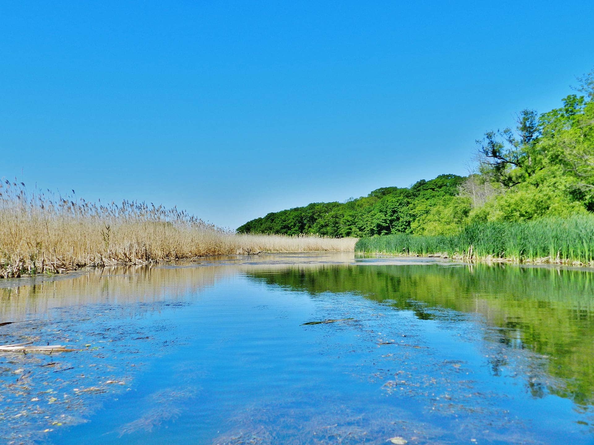 Invasive Phragmites: An unwanted guest in Ontario's wetlands — Ducks ...