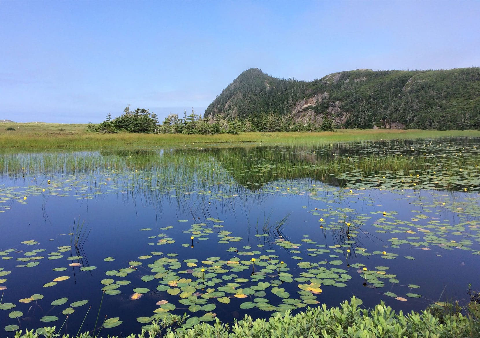 What are Shallow water wetlands? — Ducks Unlimited Canada