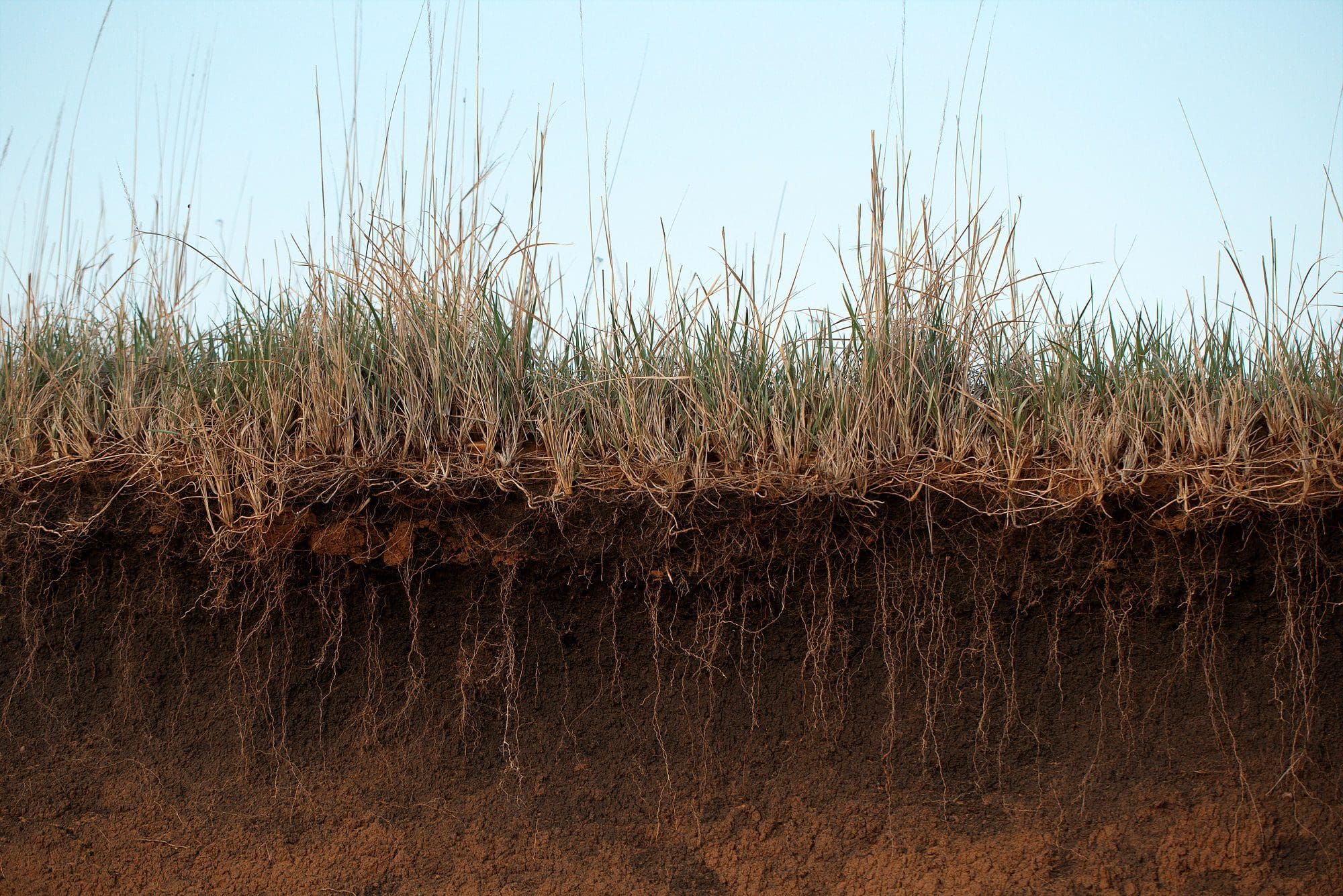 Soil is at the root of a healthy planet but we’re treating it like dirt ... Soil is at the root of a healthy planet but we’re treating it like dirt ...