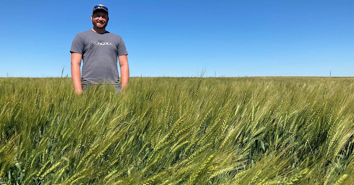 Duck-friendly winter wheat becomes a top cash crop in Manitoba — Ducks ...