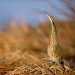 McIntyre Ranch — Ducks Unlimited Canada