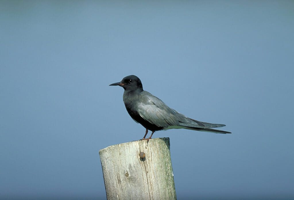 McIntyre Ranch — Ducks Unlimited Canada