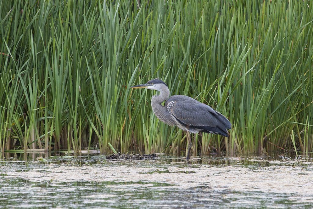 McIntyre Ranch — Ducks Unlimited Canada