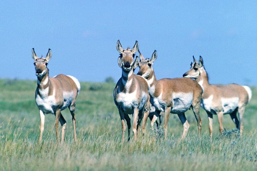 McIntyre Ranch — Ducks Unlimited Canada