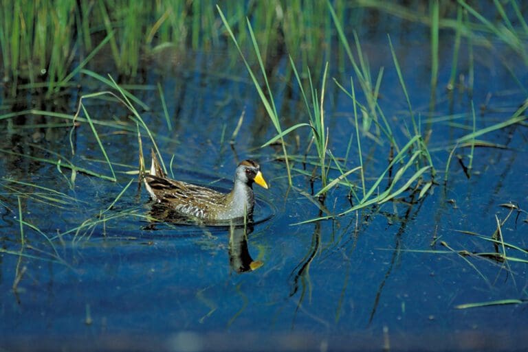 McIntyre Ranch — Ducks Unlimited Canada