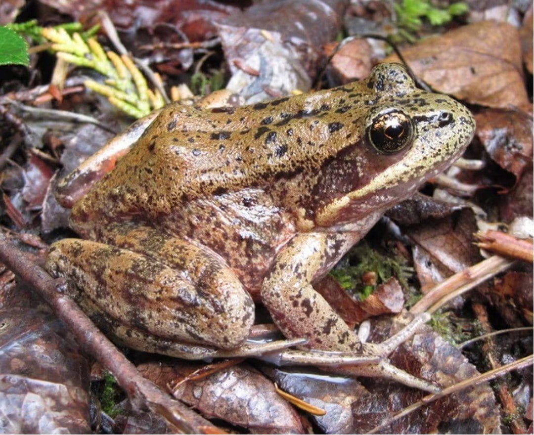 B.C. frog relocation project aims to better understand conservation ...