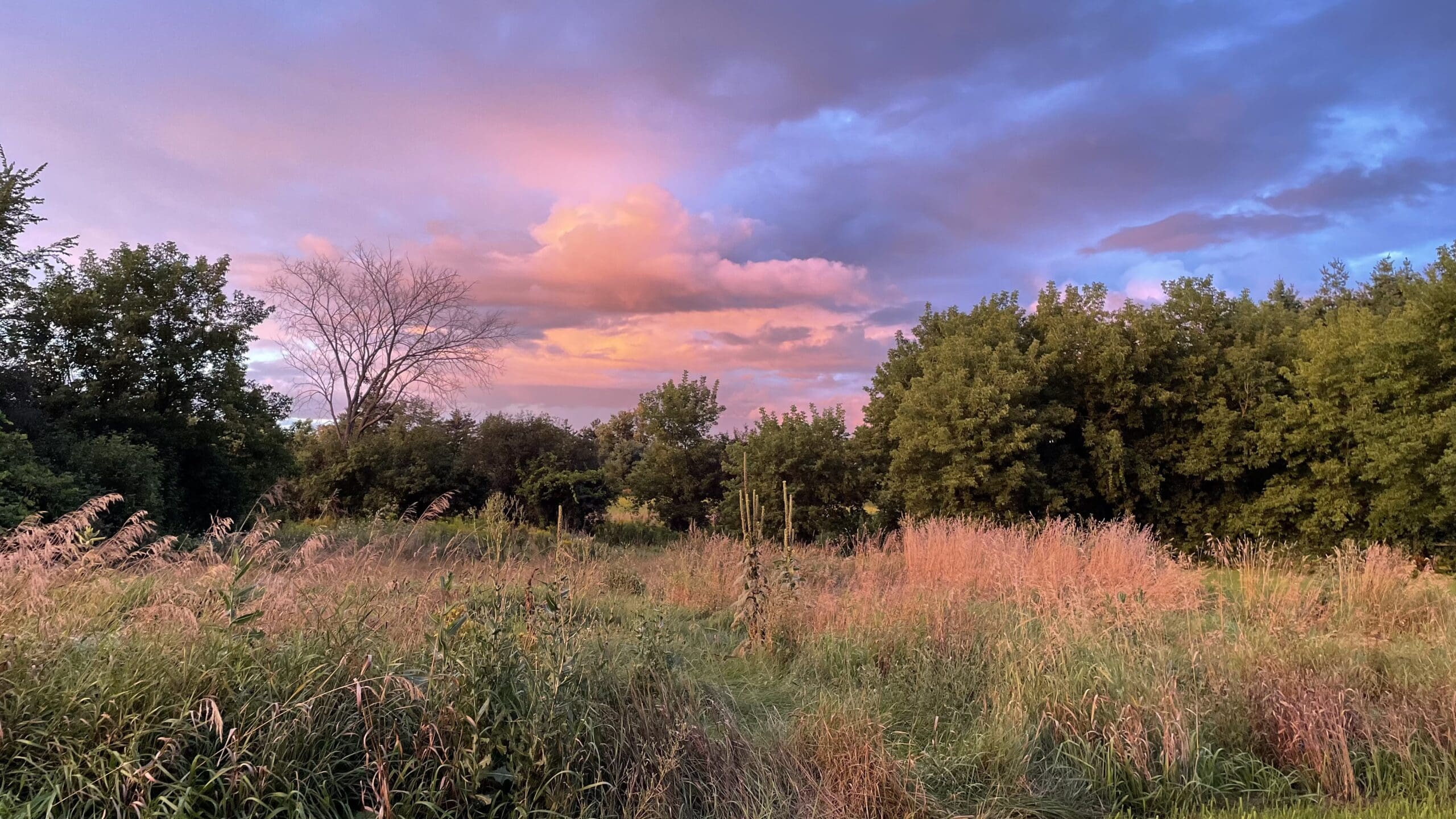 Ontario's Young-Findlay project a model of partnership — Ducks ...