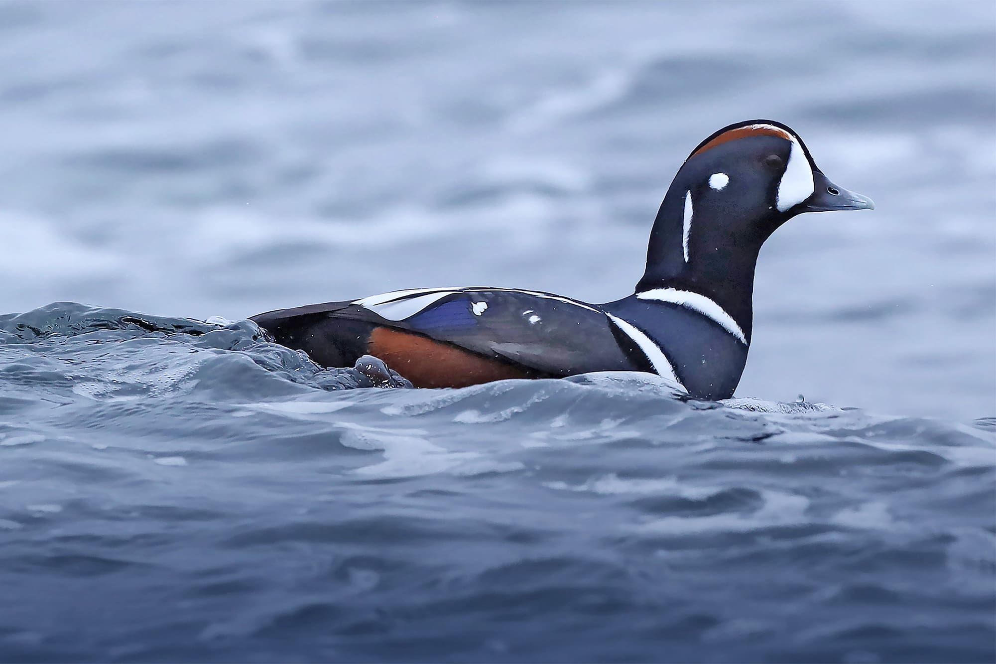 Harlequin ducks — Ducks Unlimited Canada