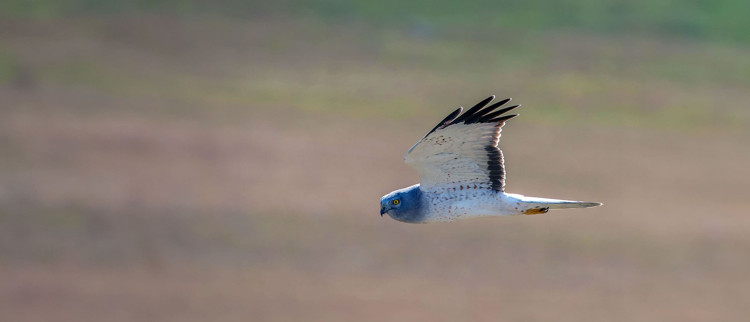 Be an Advocate — Ducks Unlimited Canada