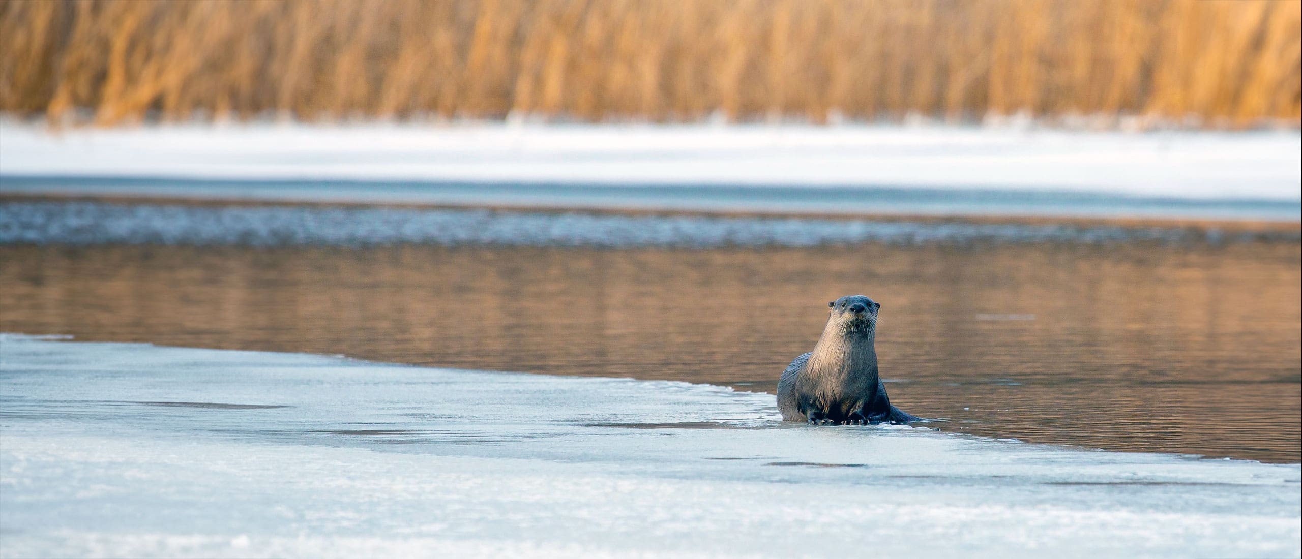 River Otters — Ducks Unlimited Canada