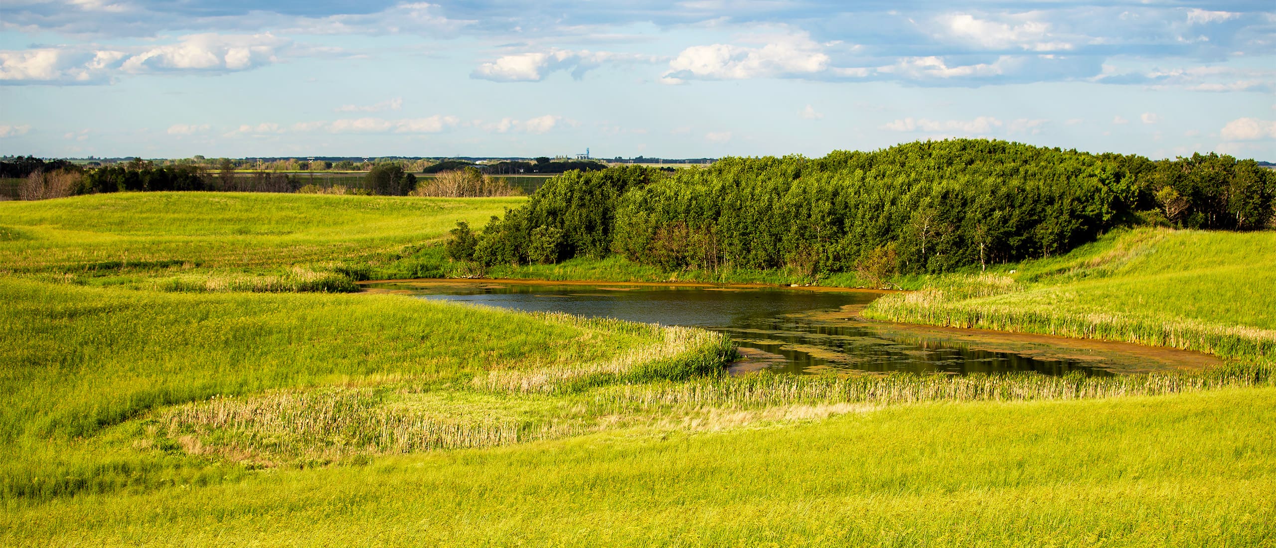 Canadian Prairies Animals