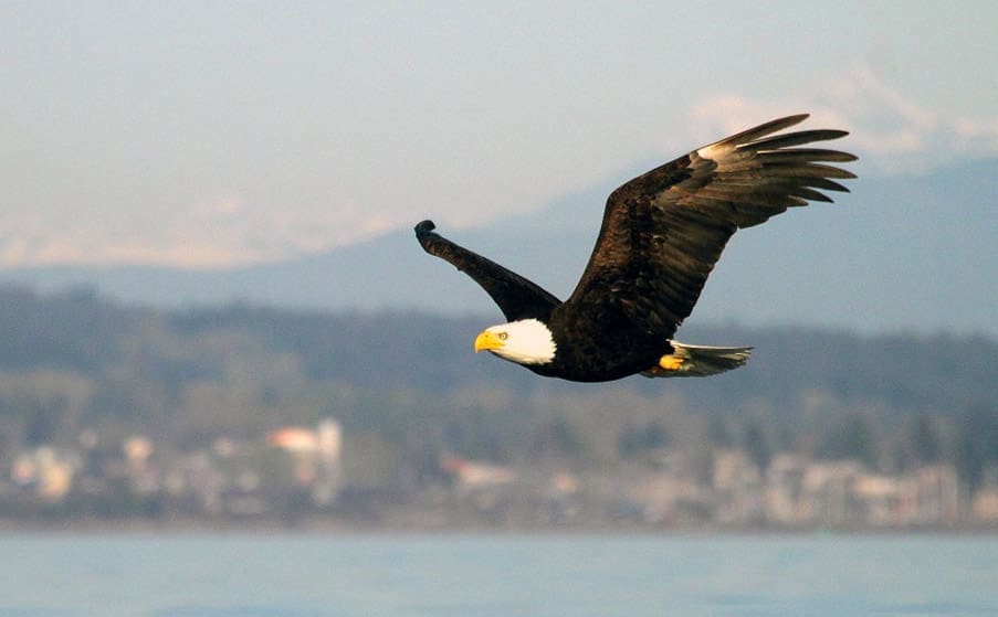 Our commitment to collaborating with Indigenous Peoples — Ducks ...