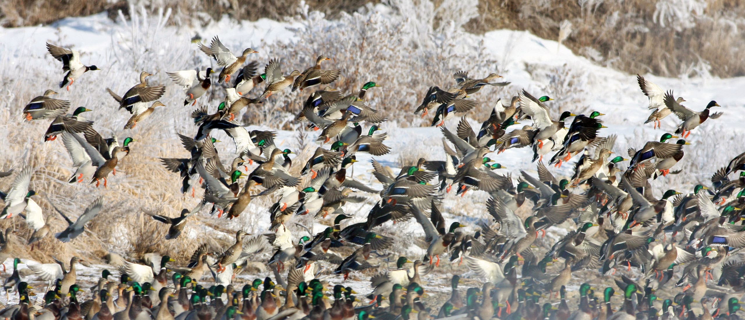 Our Team — Ducks Unlimited Canada