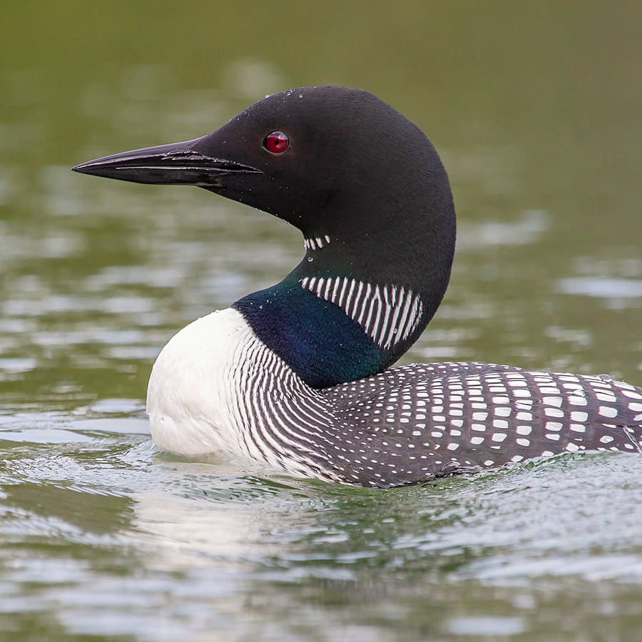 Top billing — Ducks Unlimited Canada