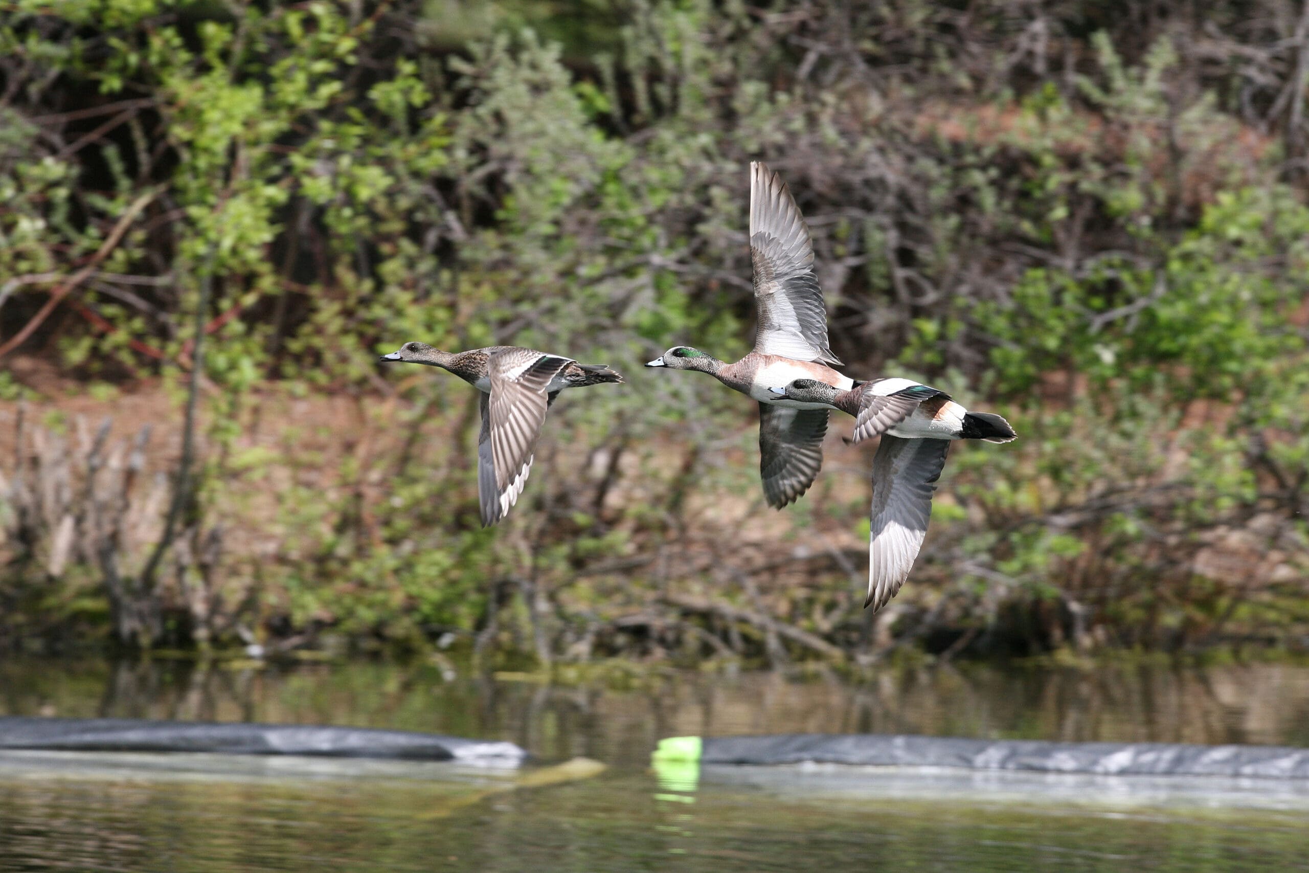 2024 Waterfowl Breeding Population and Habitat Survey — Ducks Unlimited ...