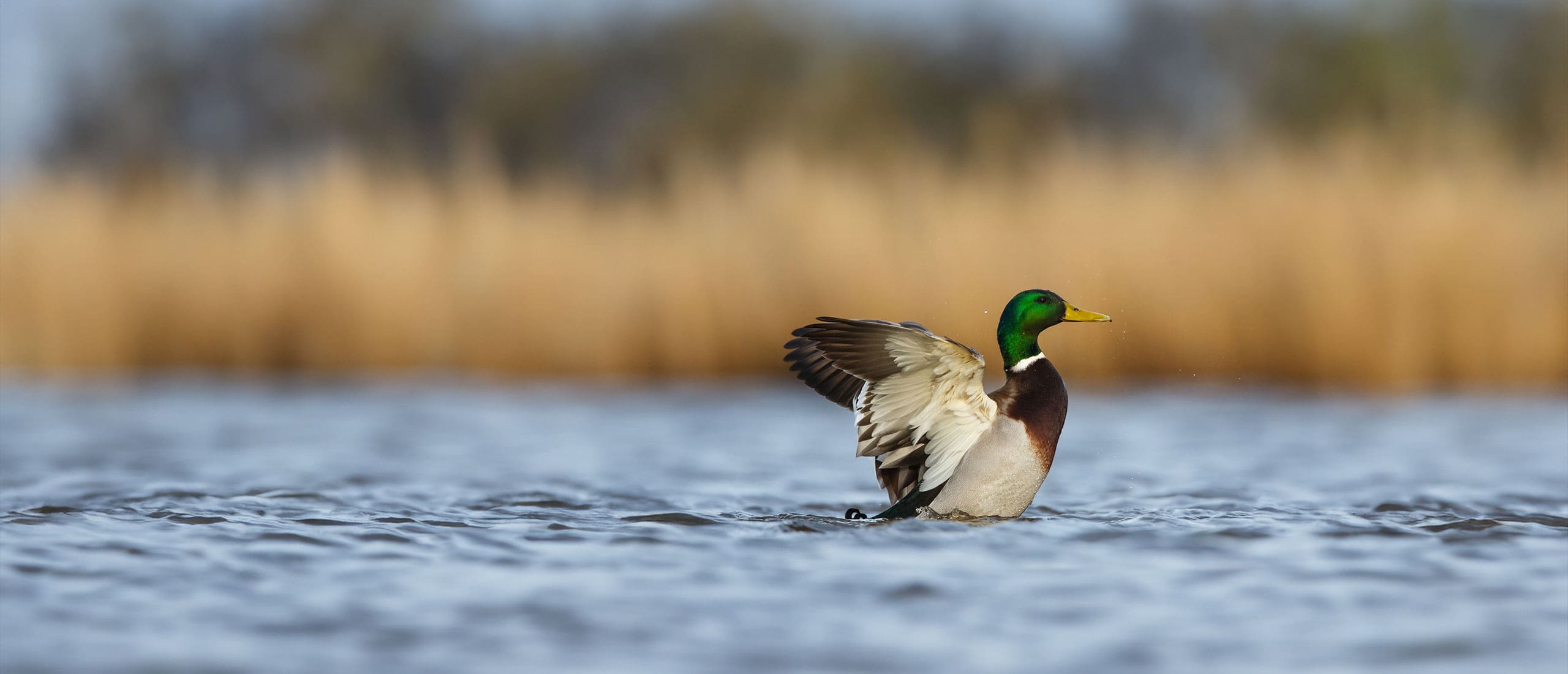 Become a Member—Ducks Unlimited Canada