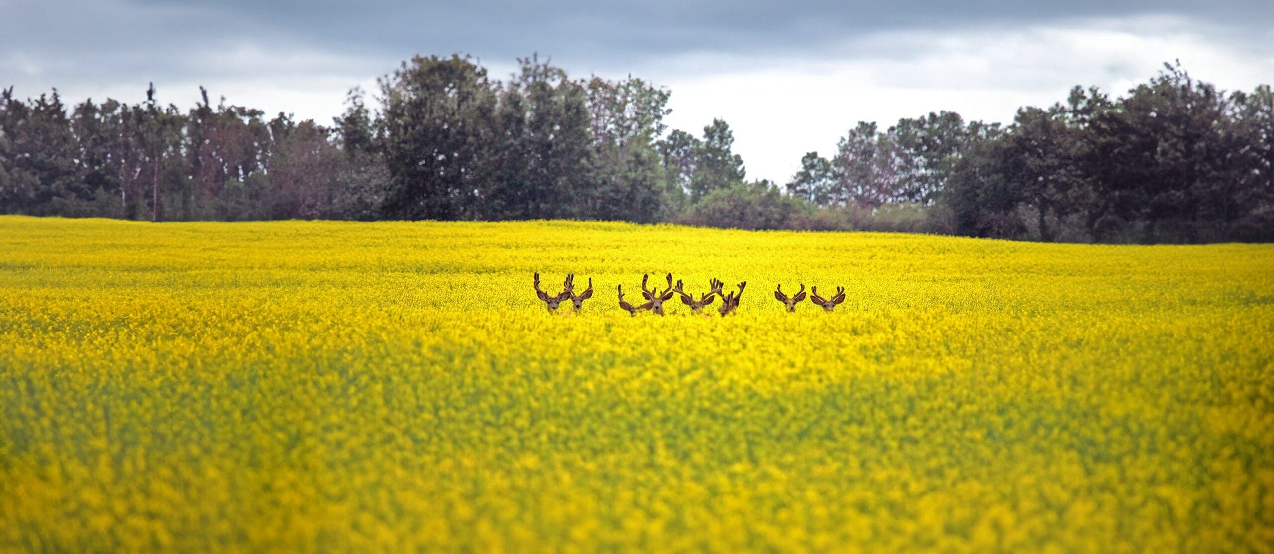 Hunting in Saskatchewan — Ducks Unlimited Canada