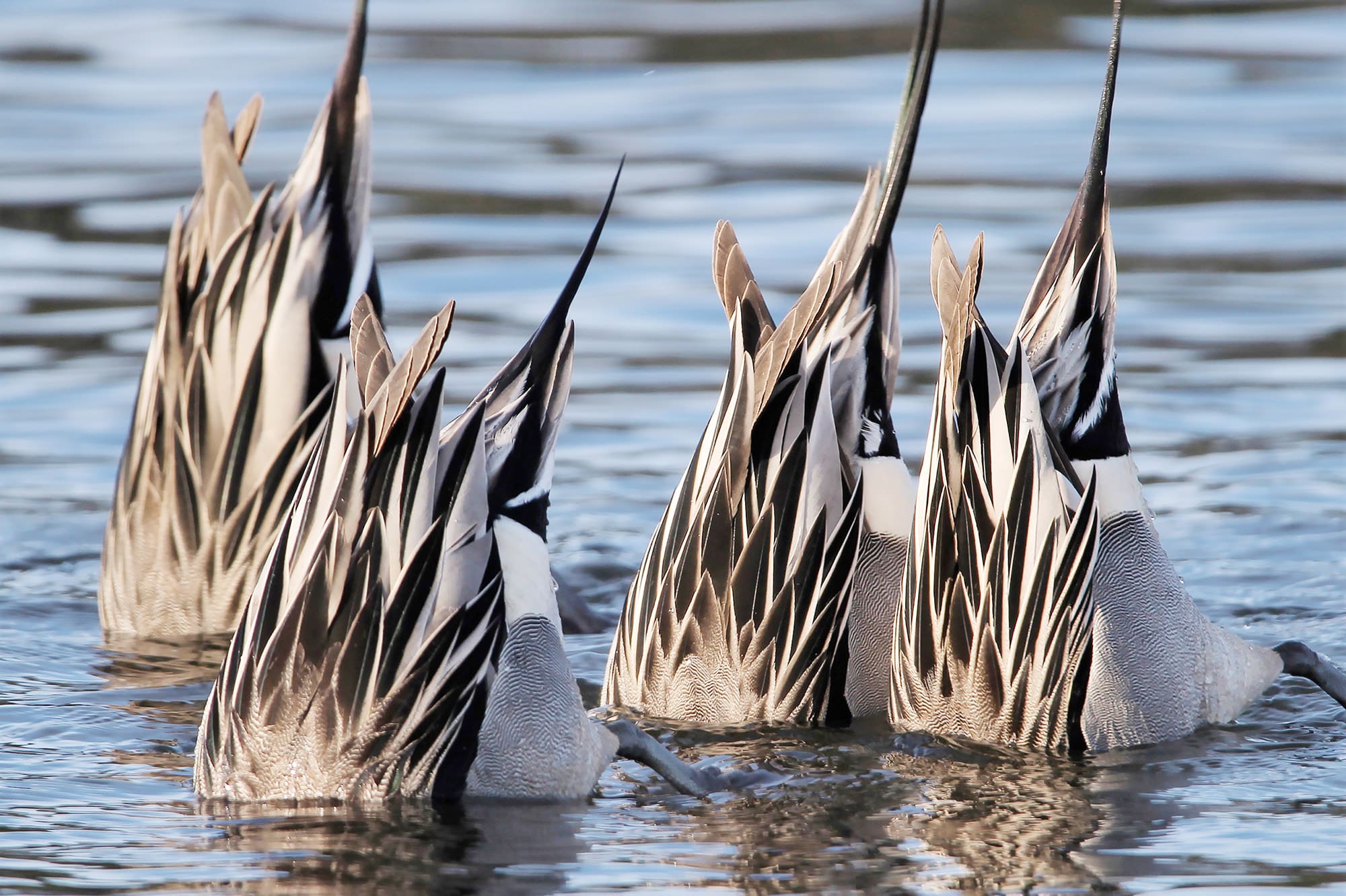 Wild duck diets — Ducks Unlimited Canada