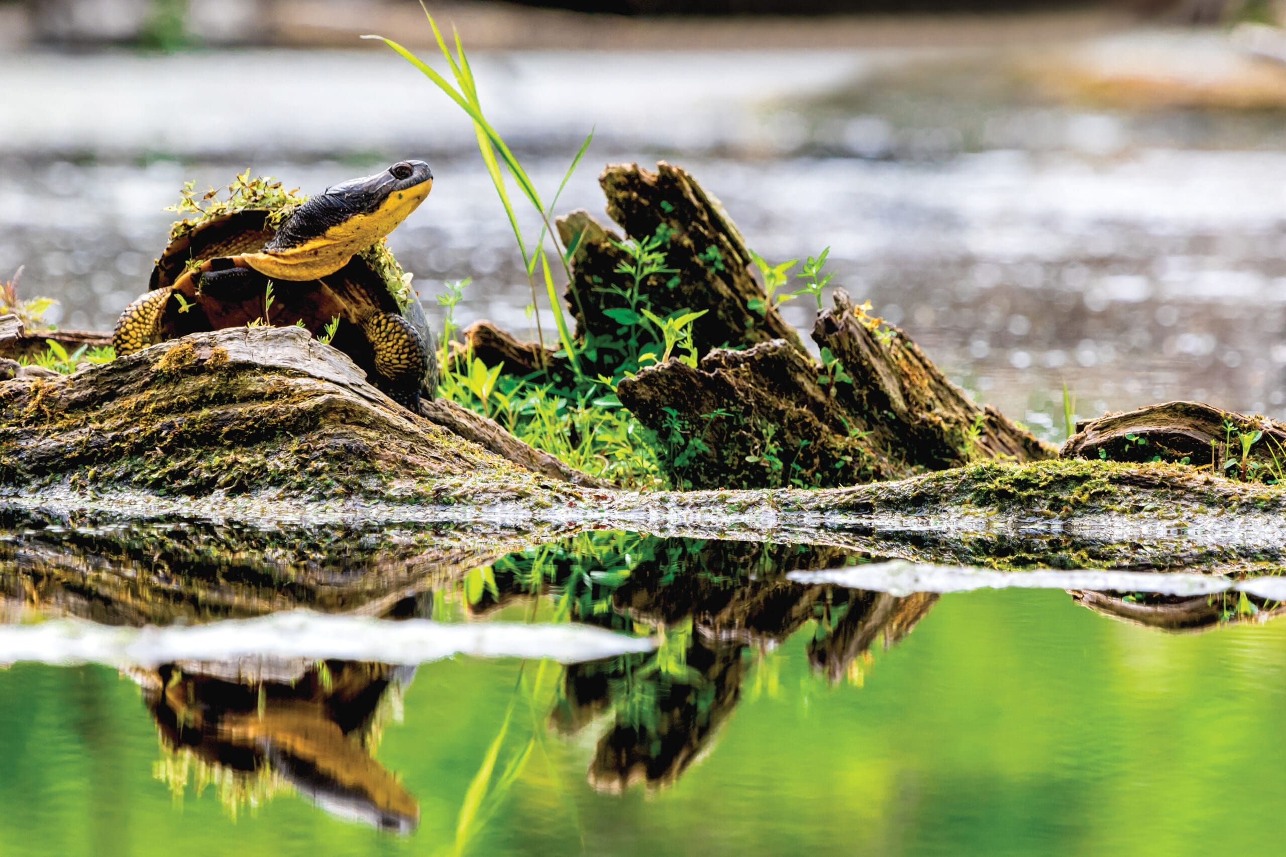 Blanding's turtle hatchlings protected in Carp Hills wetland — Ducks ...