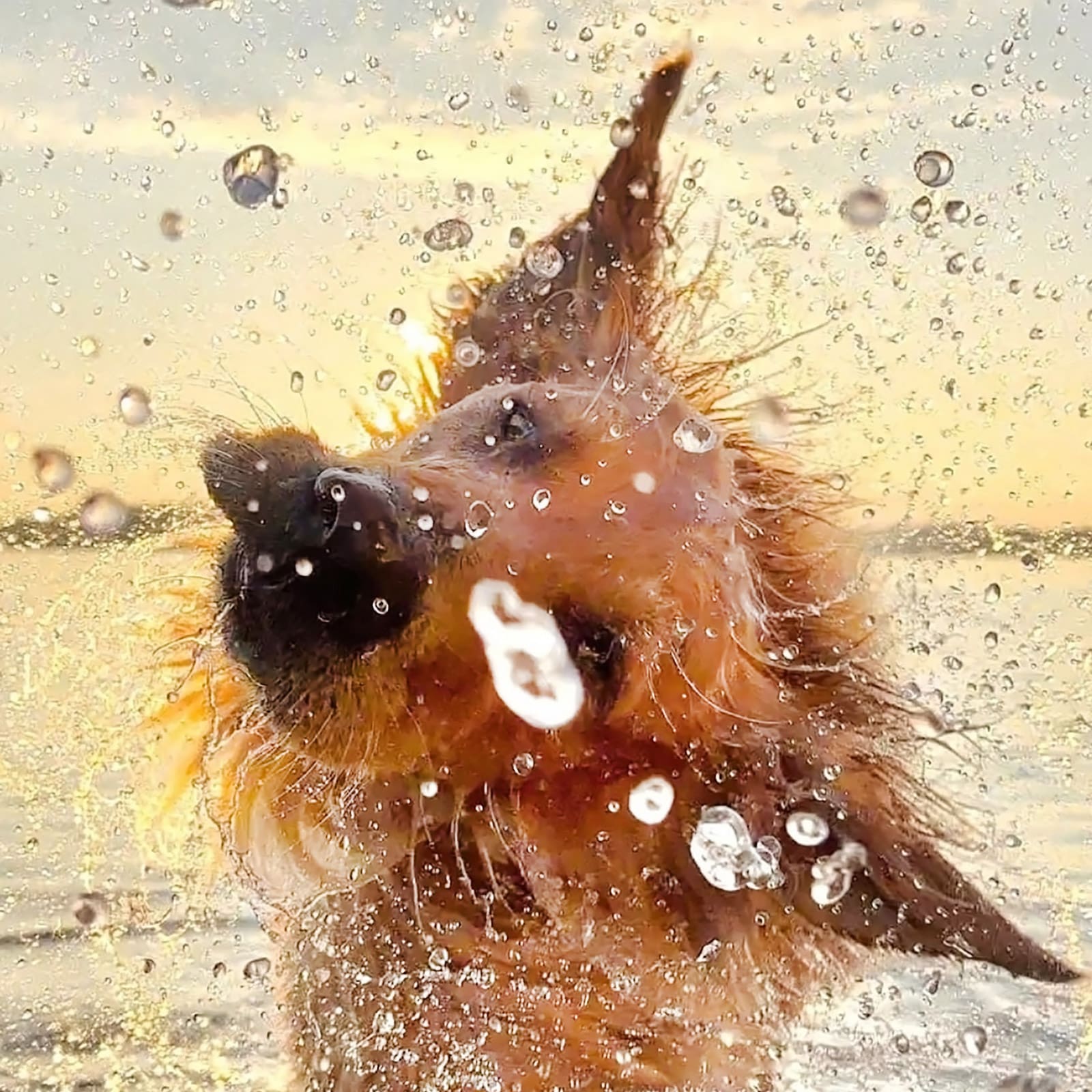 Good dogs — Ducks Unlimited Canada