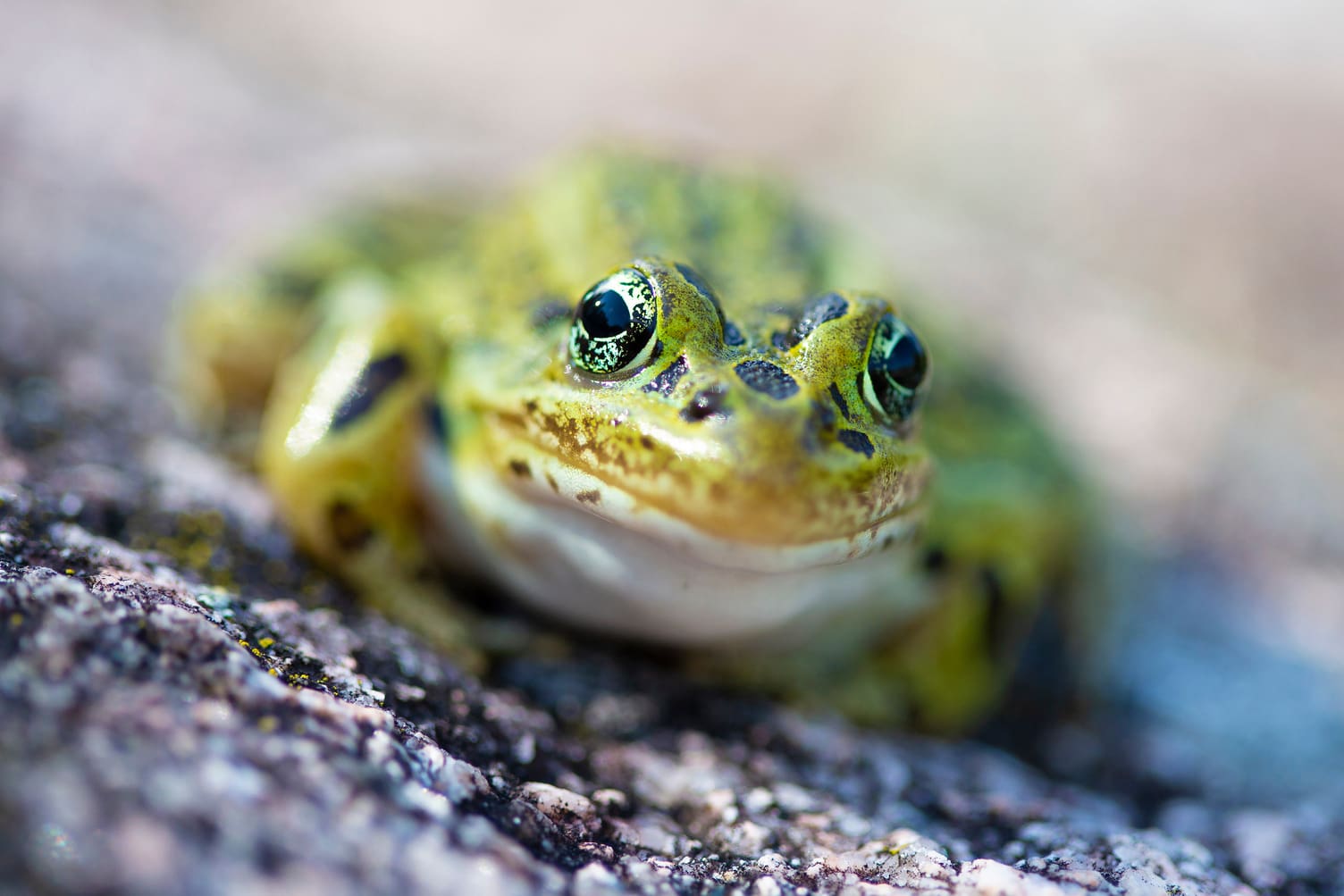 Biodiversity Mapping and Assessment Tool Use — Ducks Unlimited Canada