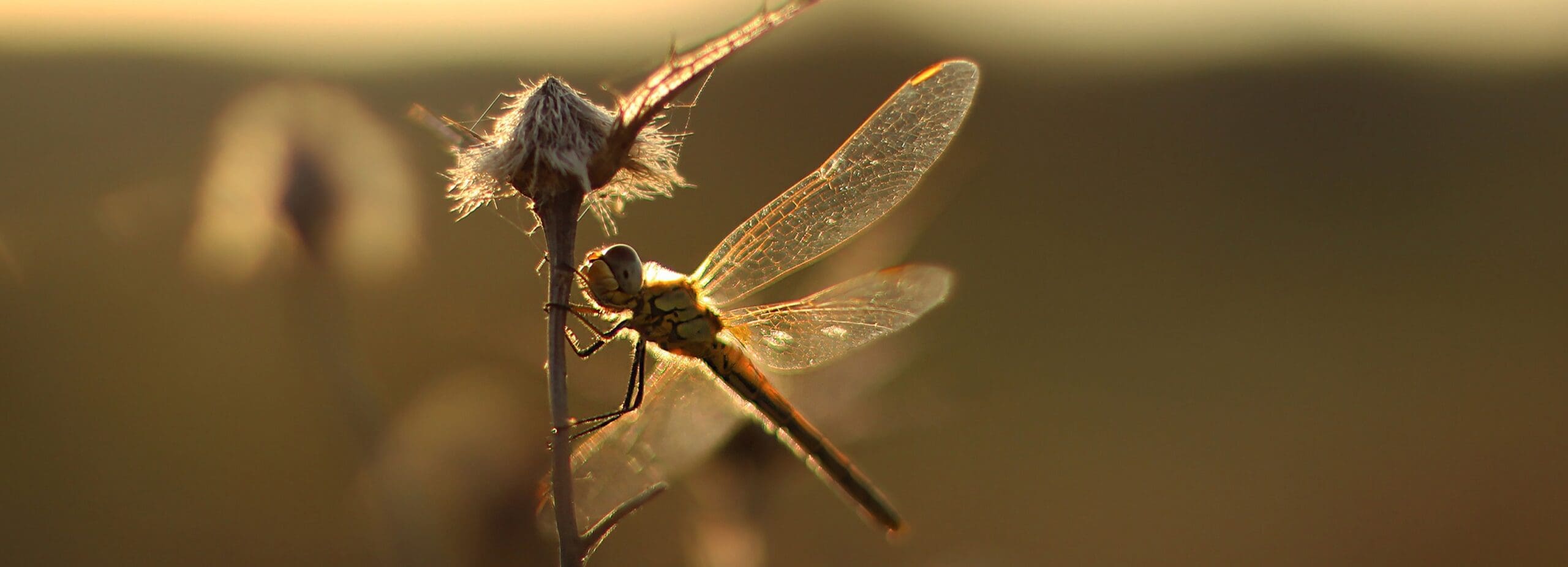 Download Your Dragonfly Field Guide — Ducks Unlimited Canada