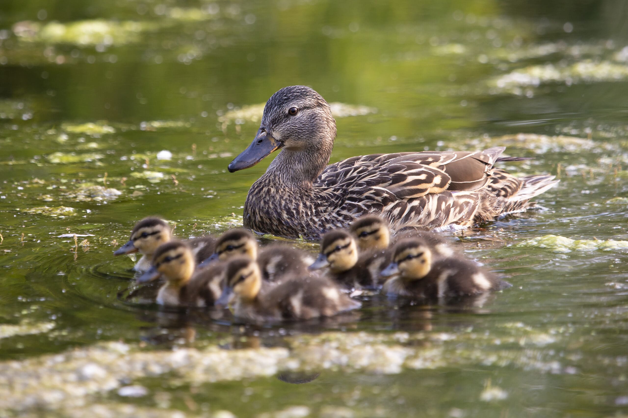 Biodiversity Mapping Assessment Tool FAQ — Ducks Unlimited Canada